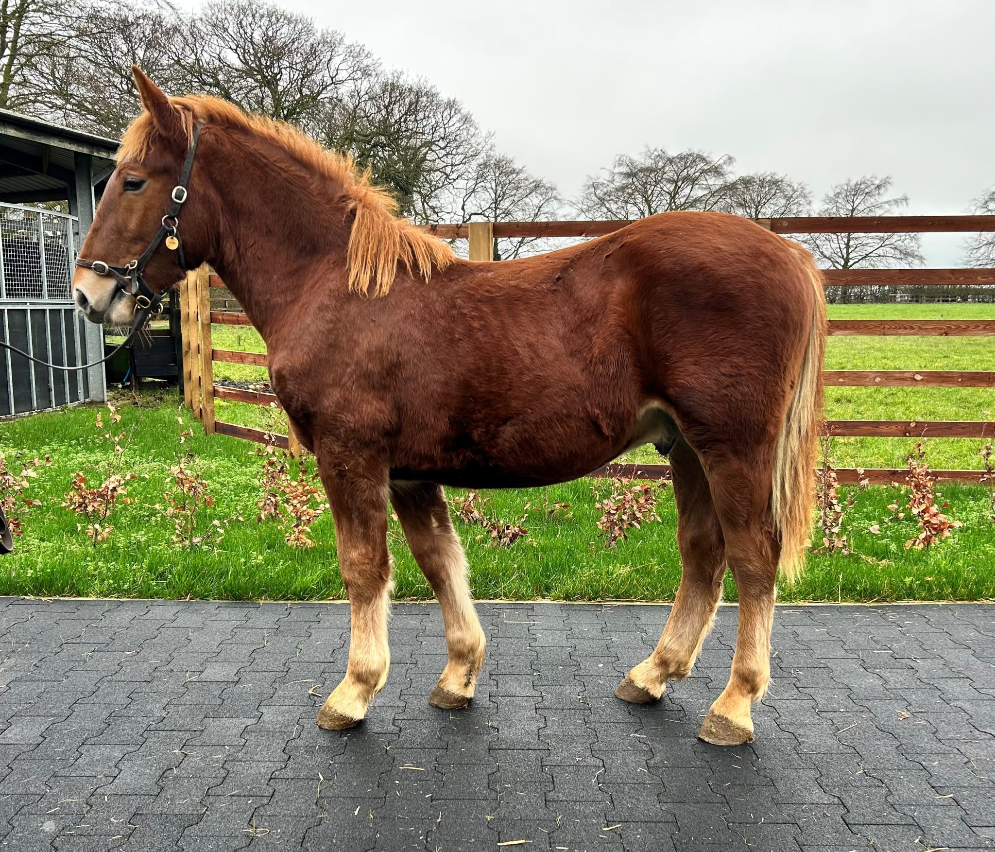 Whatton Victor – Suffolk Horse Society